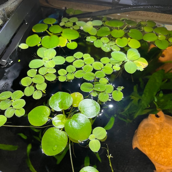 Floating Plant Package #1, Frogbit + Dwarf Water Lettuce + Water ...