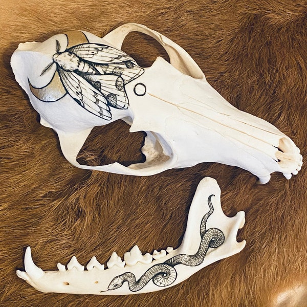 Hand-painted Red Fox Jaw - Etsy