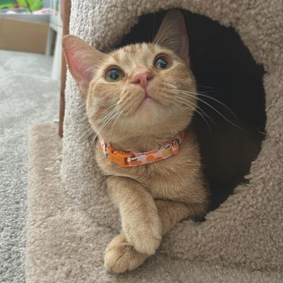 Retro Checkered Cat Collar With Bell, Colorful Male Cat Breakaway ...