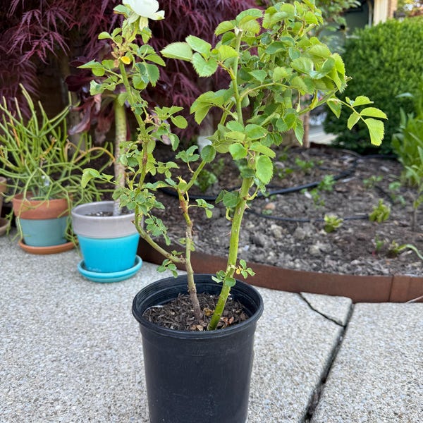 Victorian Secret | 维多利亚秘密 | Netherlands Florist Shrub Rose | Long ...