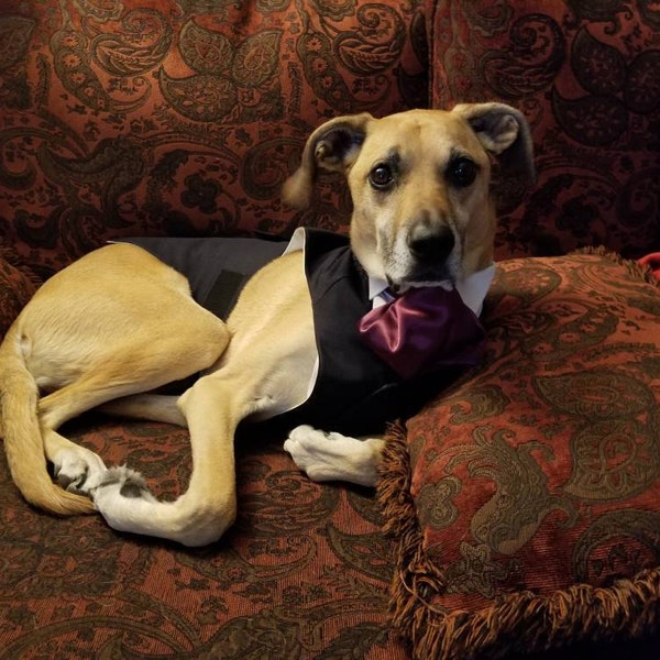 Dog Rugby Shirts. Dog Clothes. Dog Sweatshirts. Dog Outdoor Attire ...