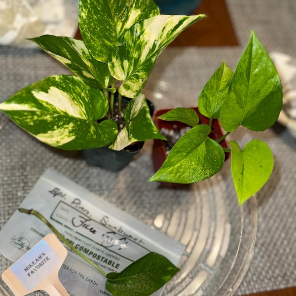 Teruno Carnival Pothos - RARE Japanese Pothos - Terunoworld Series #6 ...