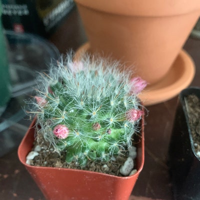 Powder Puff Cactus, Potted Cactus Plant, Mammillaria Bocasana, in 2 ...