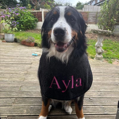 Big Dog Slobber Drool/slobber Bibs 2 Designs - Etsy