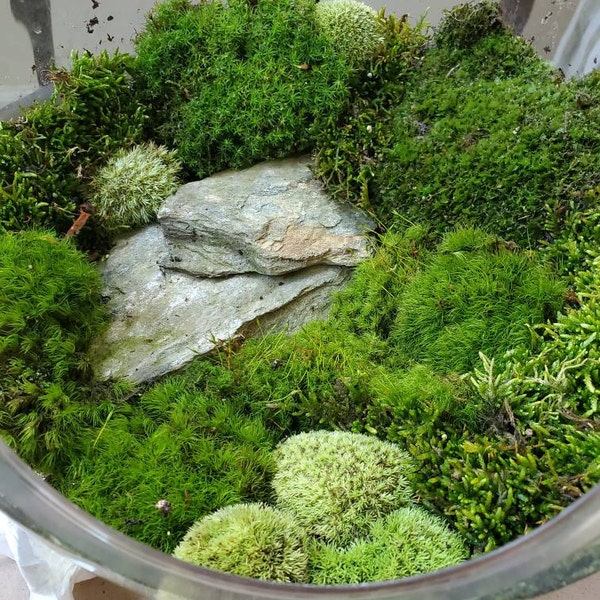 Live Wooly Boulder Forked Moss (dicranum Fulvum) for Terrarium, Garden ...