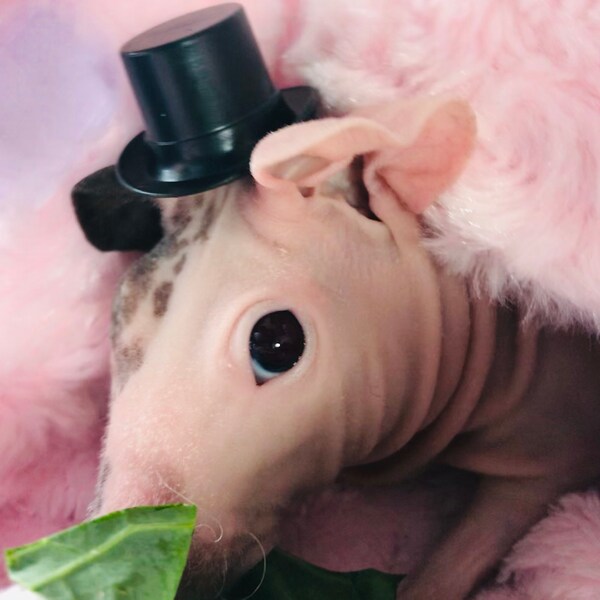 Daisy the Hamster Coaster - Etsy