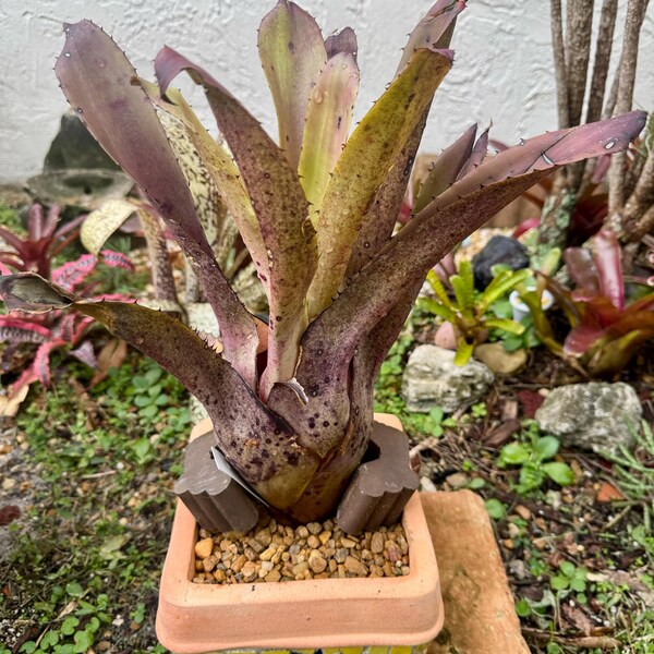 Bromeliad Portea jungles Small Pup - Etsy