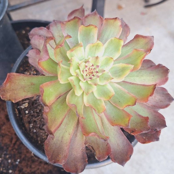 Crested Aeonium Copper Vase . Crested Variegated Succulents. Crested ...