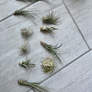 Tillandsia Stricta Iridescent Air Plants - Etsy
