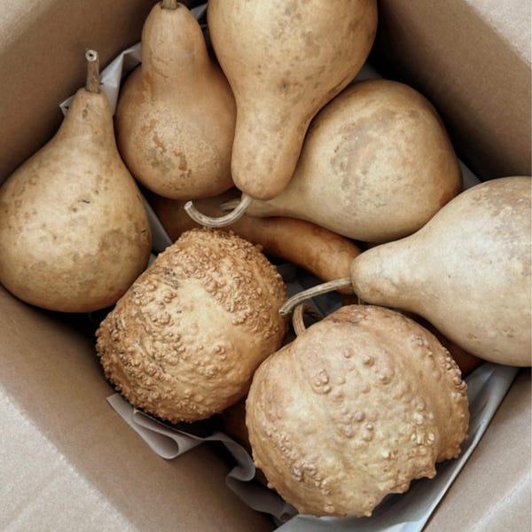 Dried Hard Shell Martin Gourd 7 Diameter - Etsy