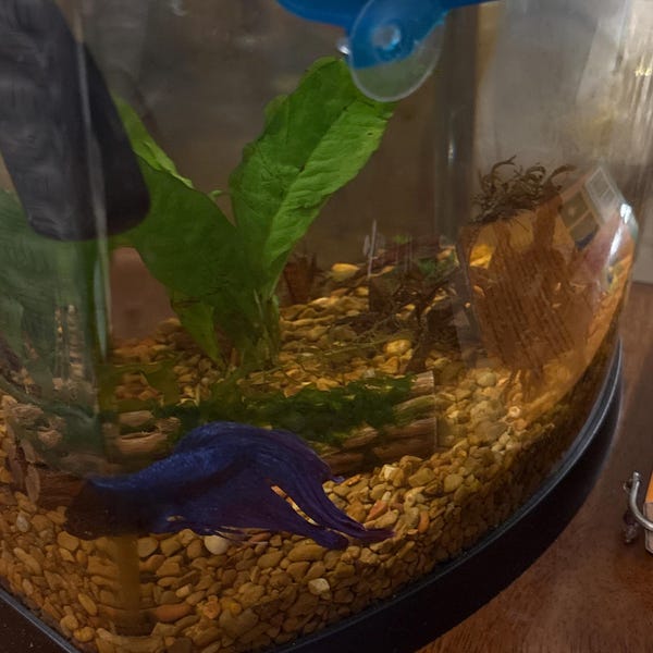 5 Indian Almond Leaves Nano, 5 Filao Cones & 10 Alder Cones Package for ...