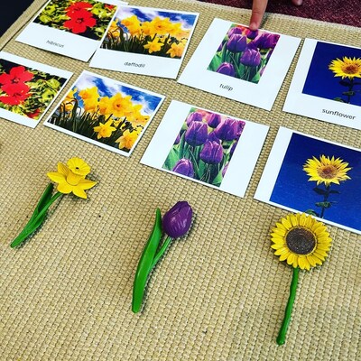 Montessori Common Flowers 3 Part Cards With Miniatures Home School ...