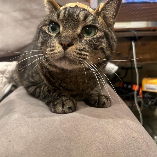 Wolverine Cat Mask - Etsy