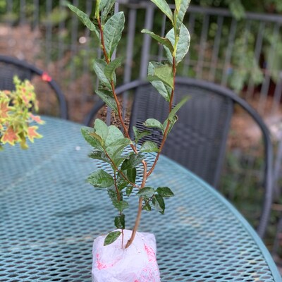 Camellia Sinensis live Tea Plant Propagated From Plants at Former ...