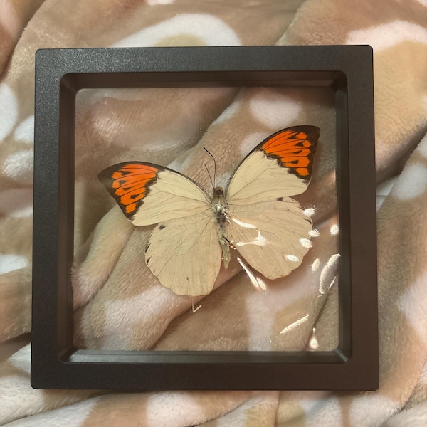 Real Butterfly 3D Floating Frame With Support Base ,original Butterfly ...