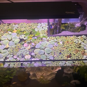 Tank One, Various Live Aquarium/aquatic/background/midground/foreground ...