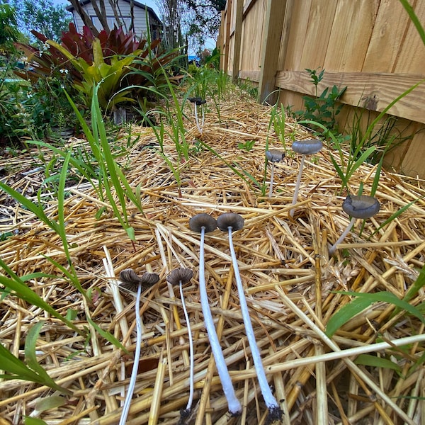 Millet Seeds - Organic, Heirloom, Open Pollinated, Non GMO - Grow ...