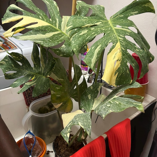 Mican Philodendron Velvet Leaf Philo Indoor & Outdoor Live Tropical ...