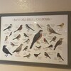 California Backyard Birds Field Guide Art Print / Watercolor Painting ...