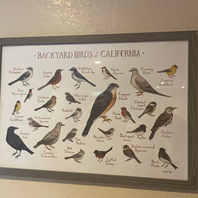 California Backyard Birds Field Guide Art Print / Watercolor Painting ...
