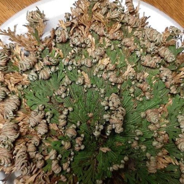 Jericho Flower - Rose of Jericho, Resurrection Flower, Whole Dried Herb ...