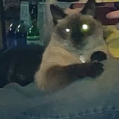 Smiley Faces Phone Case Pastel Bumpy Happy Face Cover for iPhone 15 Pro ...