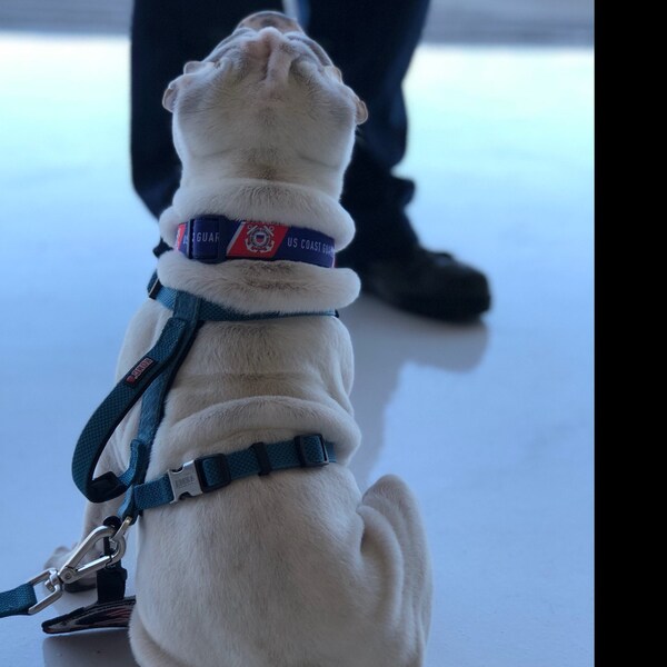 US Coast Guard Dog Collar With Optional Matching Leash ALL SIZES - Etsy