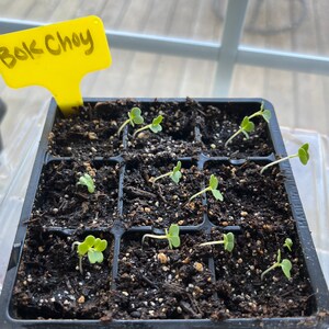 Tromboncino Rampicante Huge Italian Heirloom Zucchini Squash | Etsy