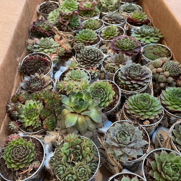 Mangave Maverick, Agave Hybrid, Agave X Manfreda, White Ceramic Pot, 4 ...