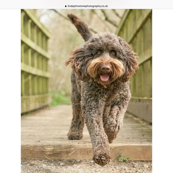 Chocolate Cockapoo." Print Watercolour.chocolate Cockapoo Art,cockapoo ...