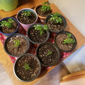 Curry Leaf Plant Seeds 10 Grown in USA Freshly Harvested Murraya ...