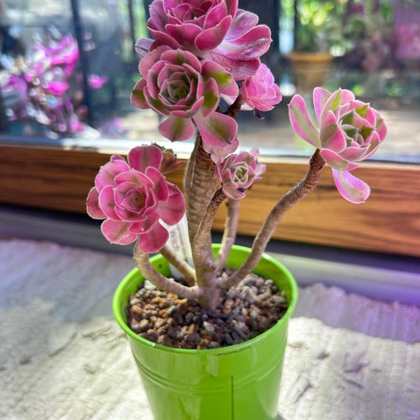Rare Astridia Velutina Variegated Live Rooted , Get 2 Free Succulents ...