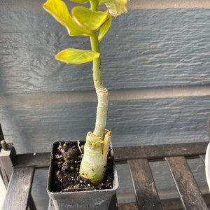 1 Grafted Doubleblack Purple Adenium Obessum/desert Rose Plant. 4-6 ...