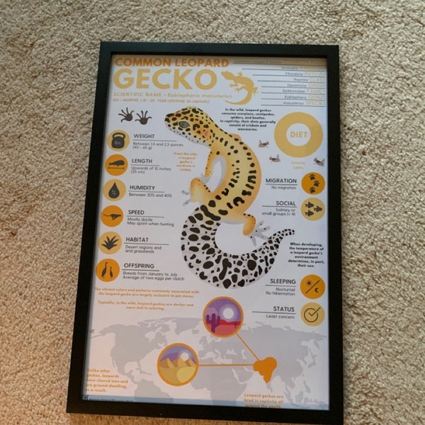Leopard Gecko Poster | 11" X 17" Animal Infographic Print - Etsy