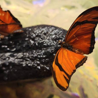 Papilio Elwesi Red Black Swallowtail Butterfly China - Etsy