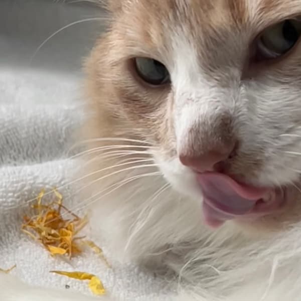 Cat Scent Enrichment Kit | 13 Herbs | Improve Wellbeing | Cat Toy | Cat ...