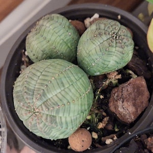 Rare Euphorbia Euphorbia Obesa Small Cluster - Etsy