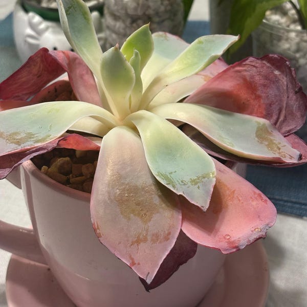 Echeveria Ball of Fat-succulent - Etsy