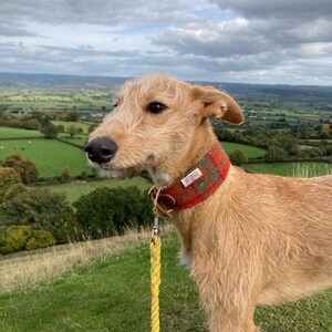 Hound Collar in Harris Tweed. Lovely Soft Collar for Sight Hounds - Etsy