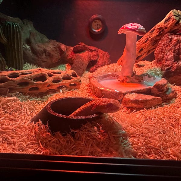 MEDIUM Hoggy Hide. Burrow Hide. Snake Hide for Western Hognose ...