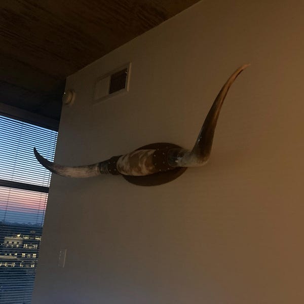 Longhorn Wall Mount 4' 9" Polished Steer Horns Bull Horns Western Decor ...
