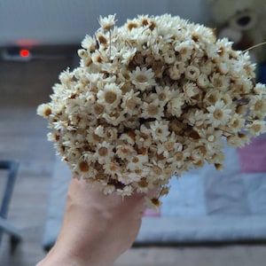 Glixia in Natural Colors, Pink or Purple Marcela Dried Flowers, Dried ...