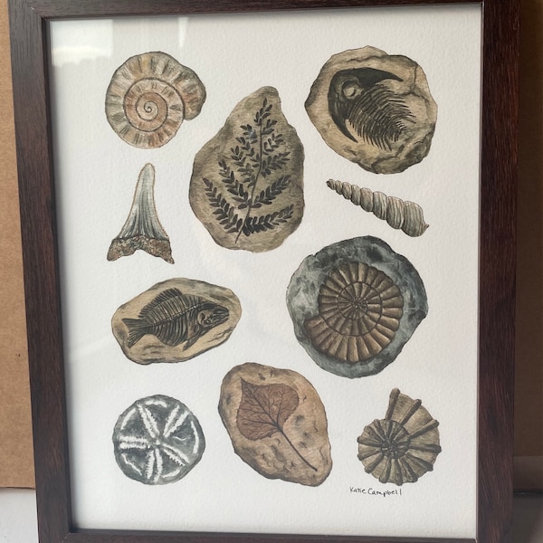 Fossil Print, Paleontology Print, Rock Specimen Geology Chart, Ammonite ...