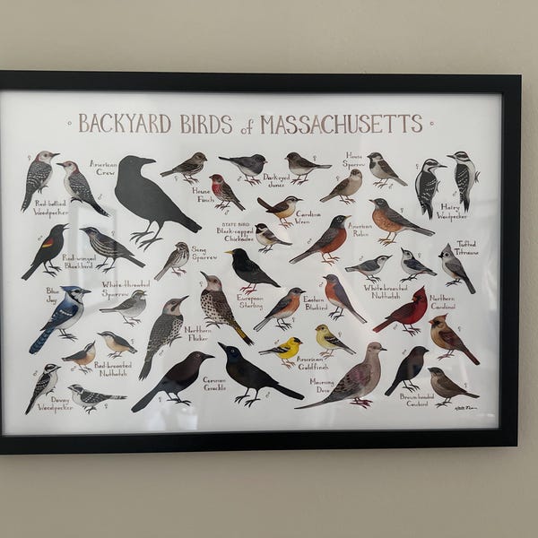 North Carolina Backyard Birds Field Guide Art Print / Watercolor ...