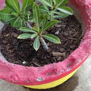 1 Grafted Doubleblack Purple Adenium - Etsy