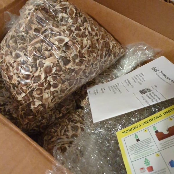 Moringa Oleifera Seeds Drumstick Seeds Malunggay Seeds Miracle Tree ...