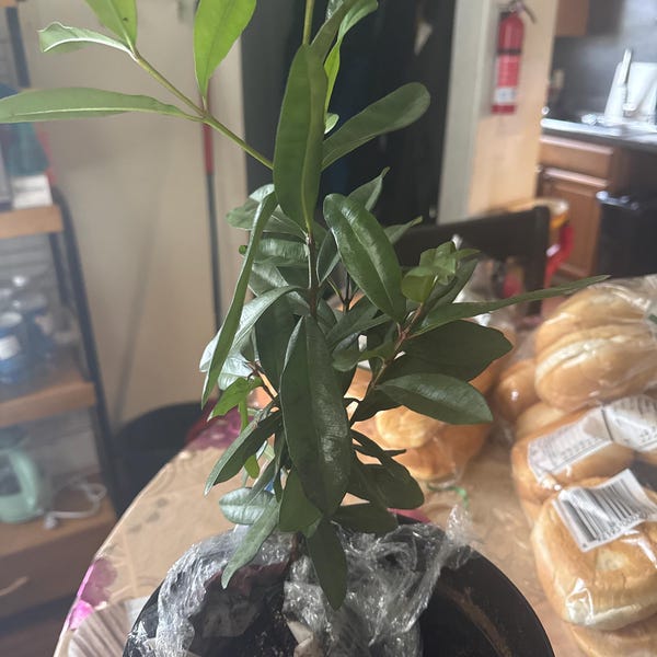 Osha Root Wild Harvested Fresh Organic Herbs - Etsy