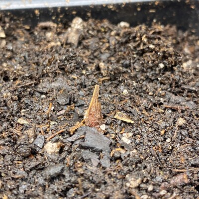 Flame Amur Maple 100 Seeds, Beautiful Flame Red Color, Fresh Picked ...