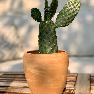 Road Kill Cactus, Opuntia Rubescens, Consolea Rubescens, Live Plant ...