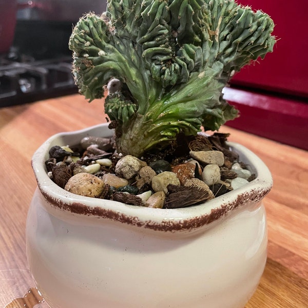 Dinosaur Back (myrtillocactus Geometrizans F. Cristata), Crested Cactus ...